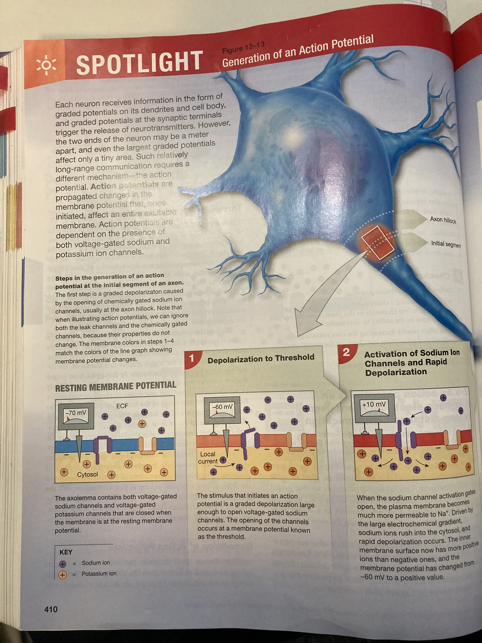 Reduction and Integration of the Neurobiological Concept of “Action ...